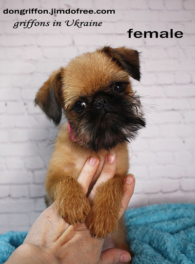 Griffon puppies for sale. Griffon puppies available. Find puppy Griffon ...