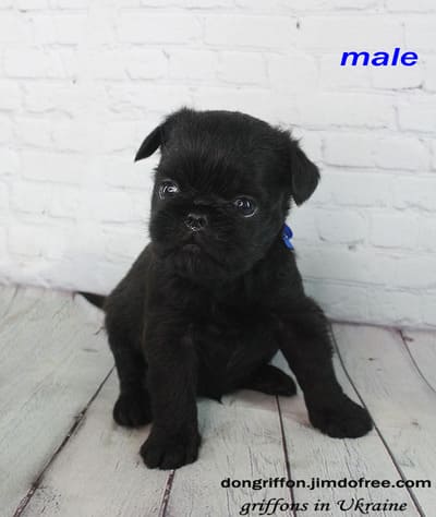 Griffon puppies for sale. Griffon puppies available. Find puppy Griffon ...