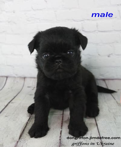 Griffon puppies for sale. Griffon puppies available. Find puppy Griffon ...