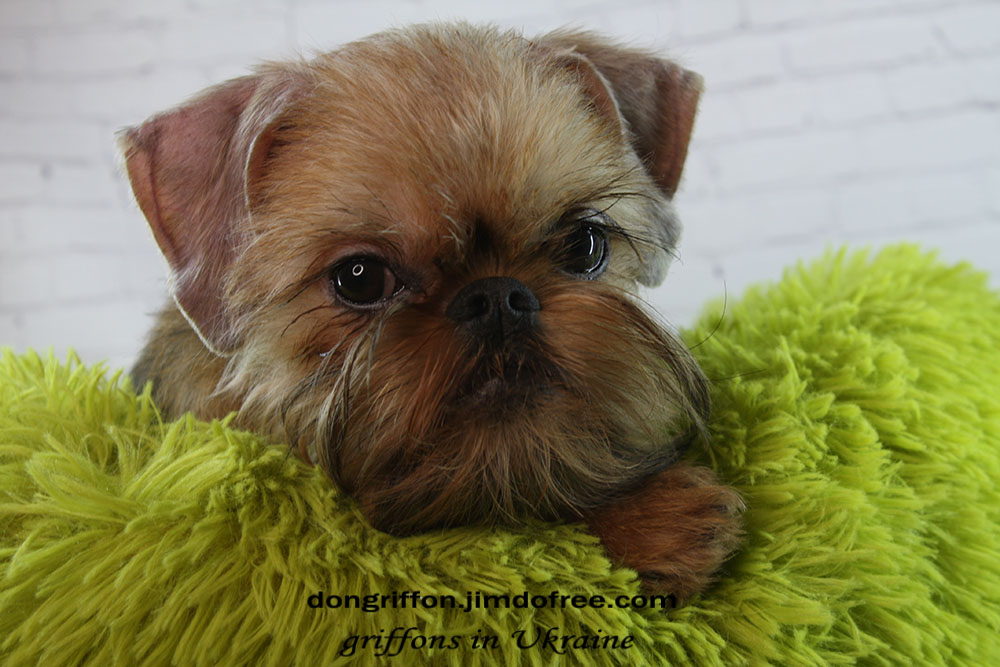 Griffon puppies for sale. Griffon puppies available. Find puppy Griffon ...