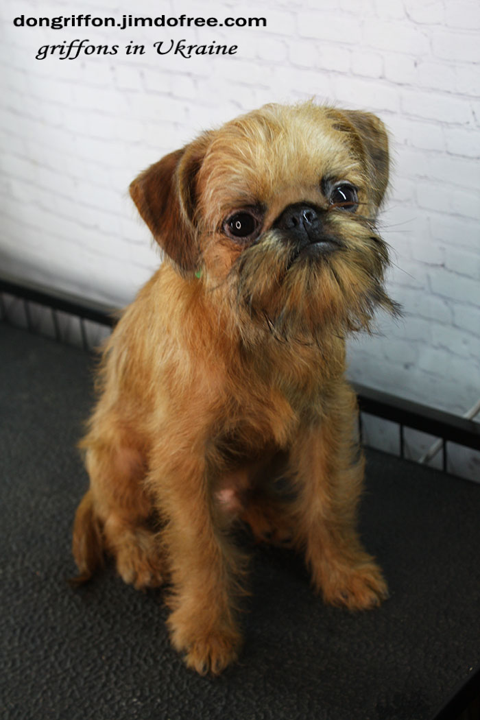 Griffon puppies for sale. Griffon puppies available. Find puppy Griffon ...