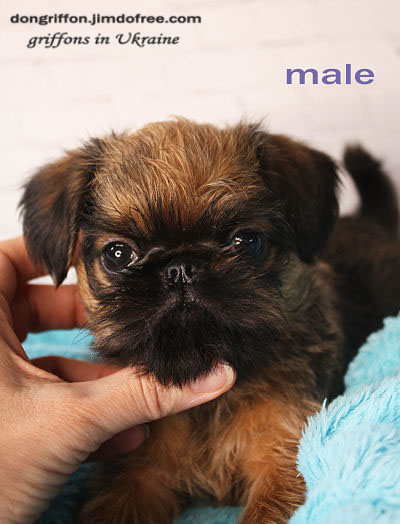 Griffon puppies for sale. Griffon puppies available. Find puppy Griffon ...