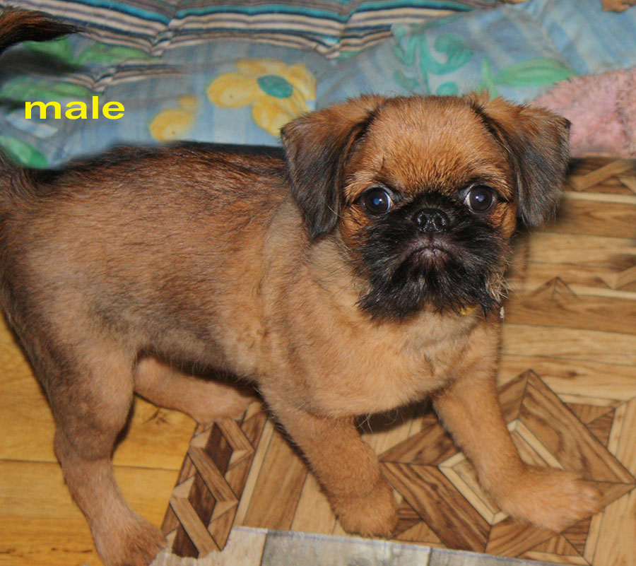 Griffon puppies for sale. Griffon puppies available. Find puppy Griffon ...