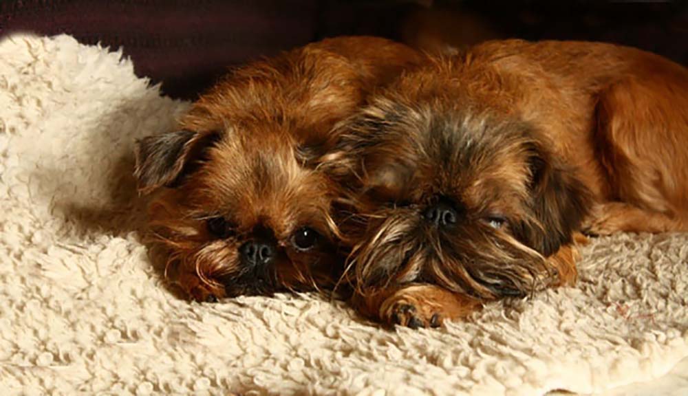 Griffon puppies for sale. Griffon puppies available. Find puppy Griffon ...