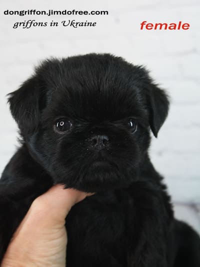 Griffon puppies for sale. Griffon puppies available. Find puppy Griffon ...