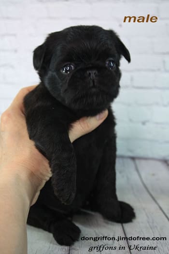 Griffon puppies for sale. Griffon puppies available. Find puppy Griffon ...