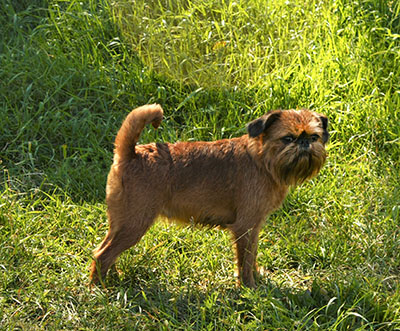 Griffon puppies for sale. Griffon puppies available. Find puppy Griffon ...