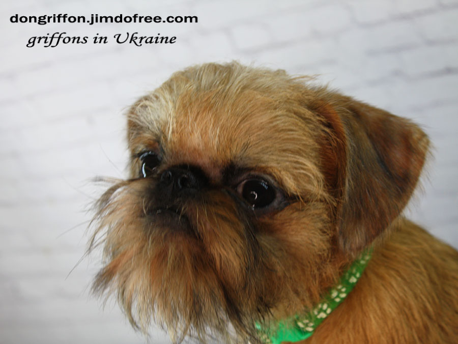 Griffon puppies for sale. Griffon puppies available. Find puppy Griffon ...