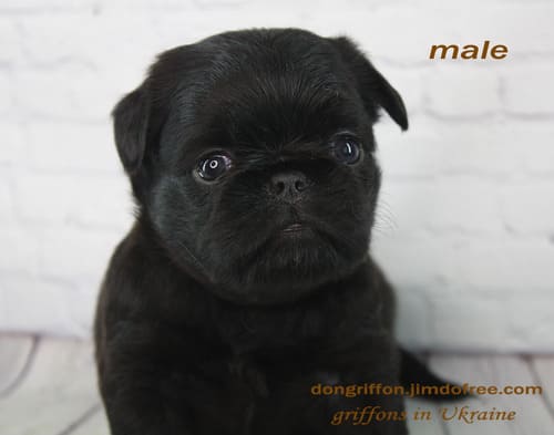 Griffon puppies for sale. Griffon puppies available. Find puppy Griffon ...