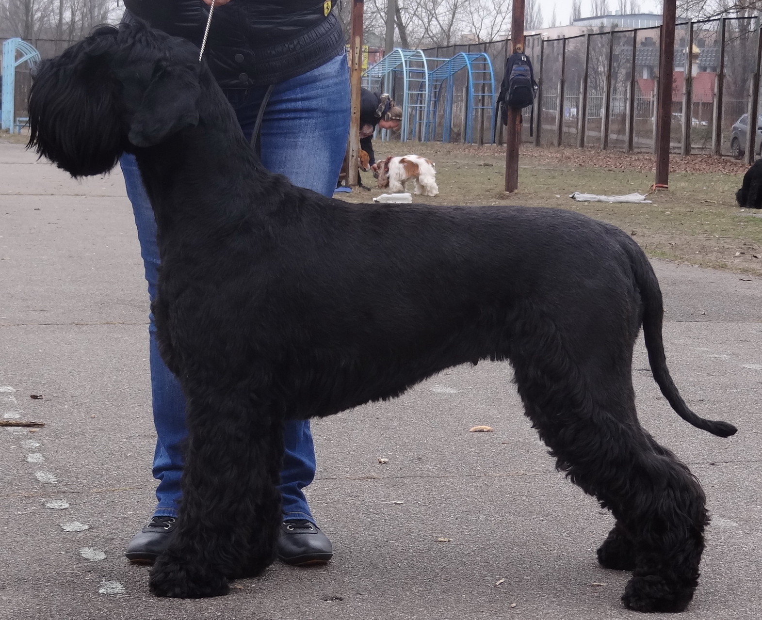 KARBONADO st kennel - Cairn Terrier,black schnauzer, KARBONADO st