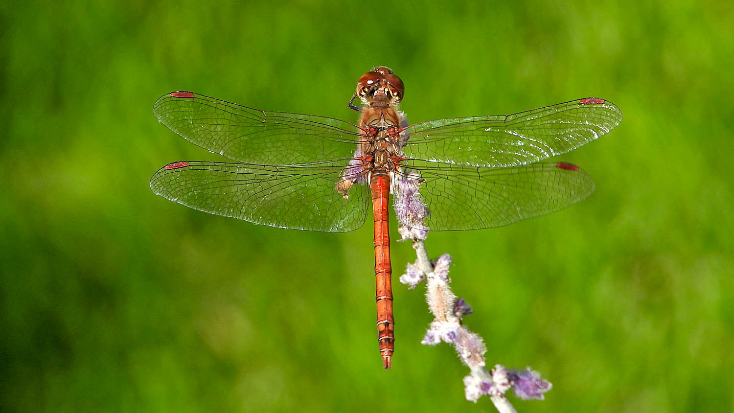 Libellen - allradnomaden-tierfotos-lands Webseite!