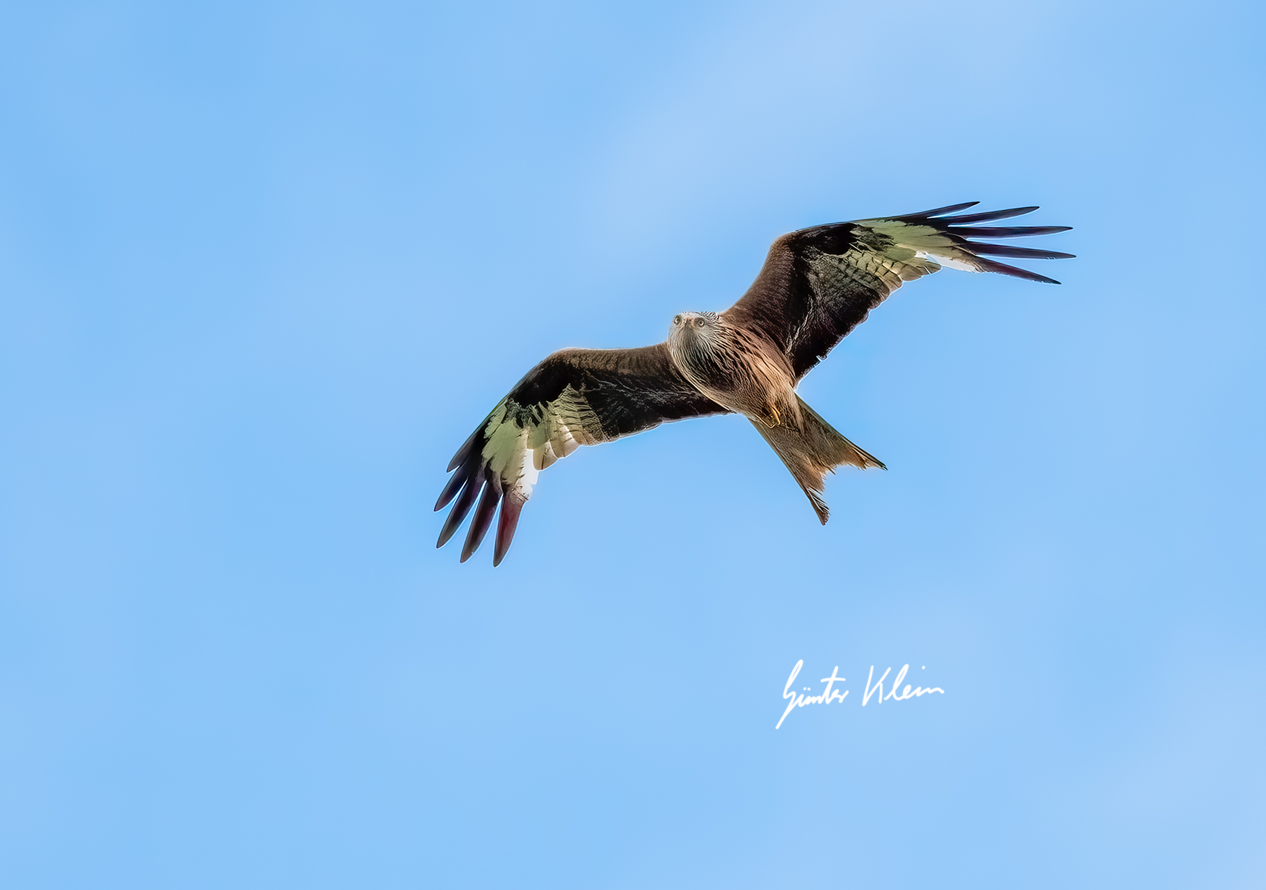 Roter Milan - Pflanzen - Tiere - Fotos