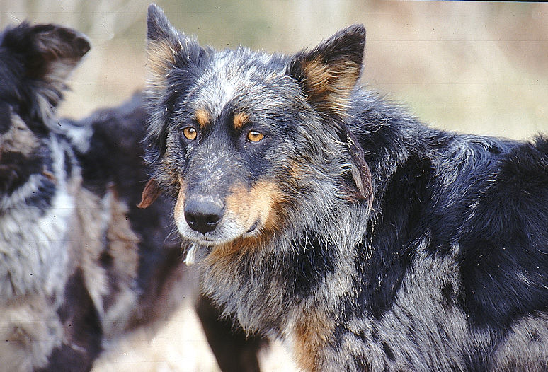 Galleria fotografica - canedioropa cane da pastore Biellese
