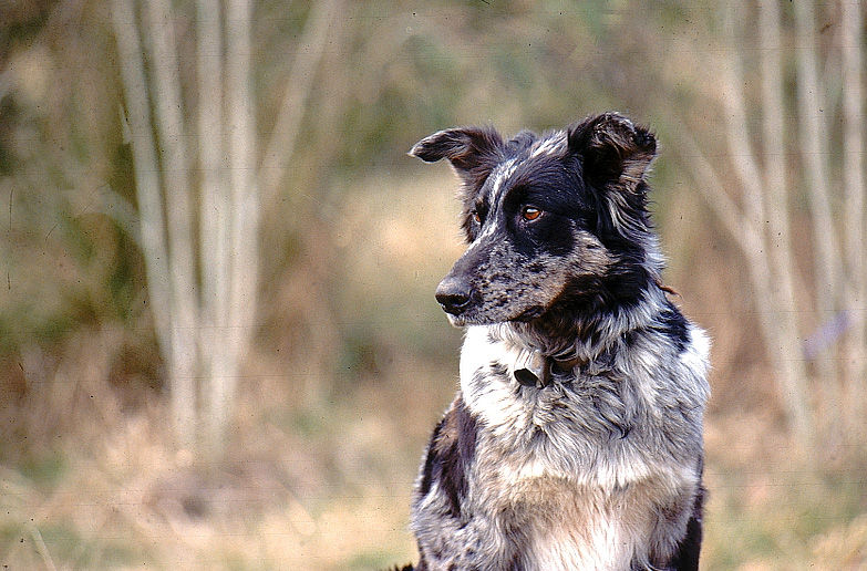 Galleria fotografica - canedioropa cane da pastore Biellese