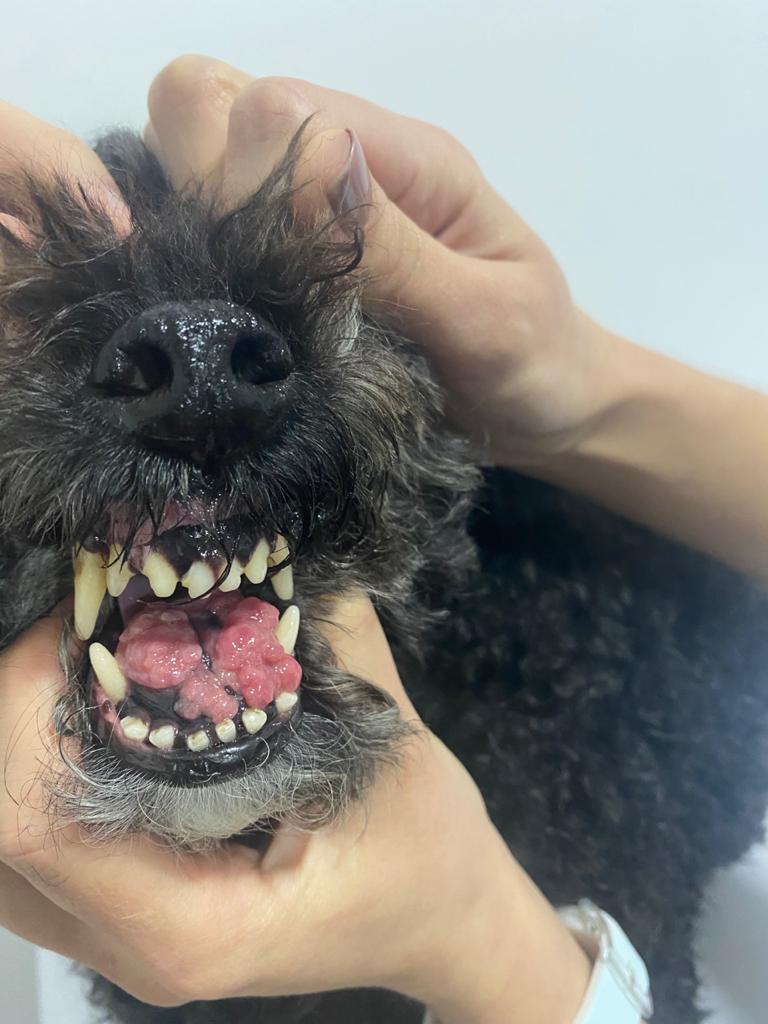 Mi Perro Tiene Cancer De Boca
