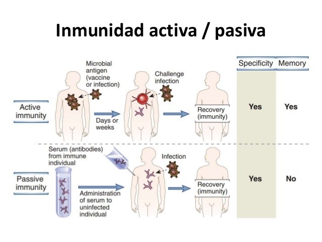 Producción de inmunidad - Página web de lapiragua