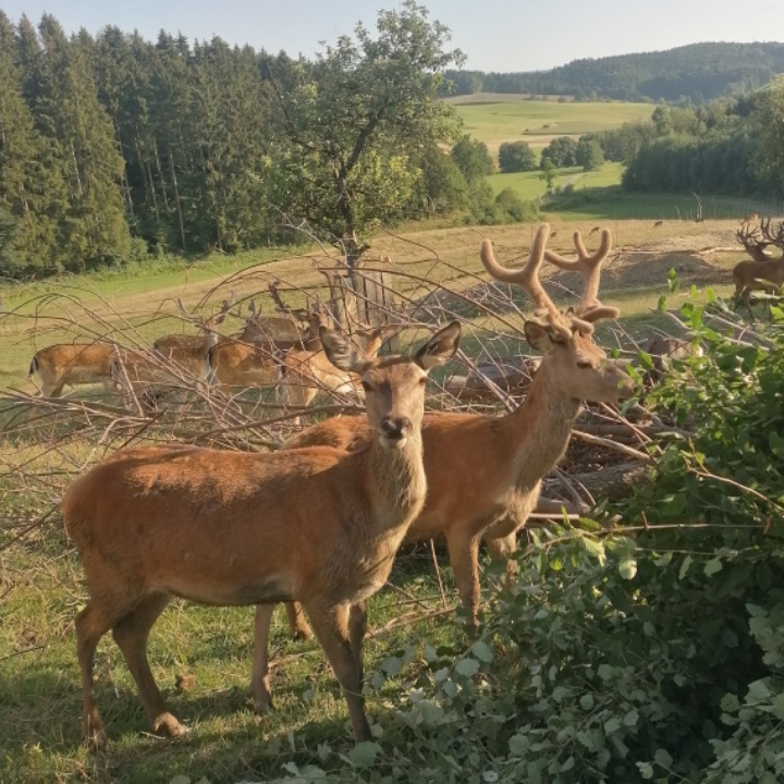 Hirschzucht, Zuchtwild, Zuchthirsche , Kapitales Rotwild und Damwild ...