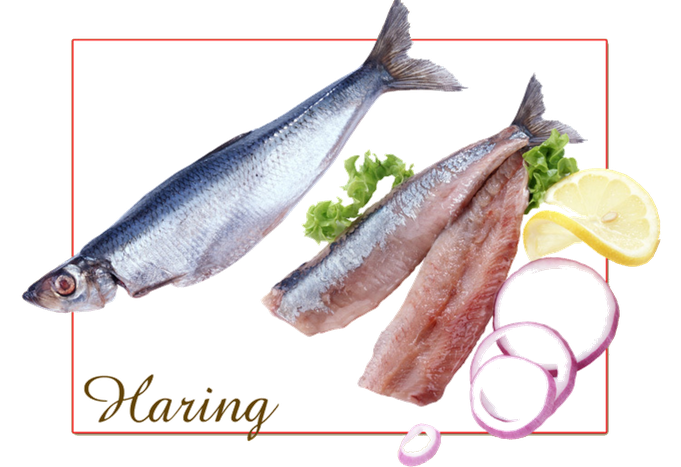 Haringproducten - Mr. Seafood