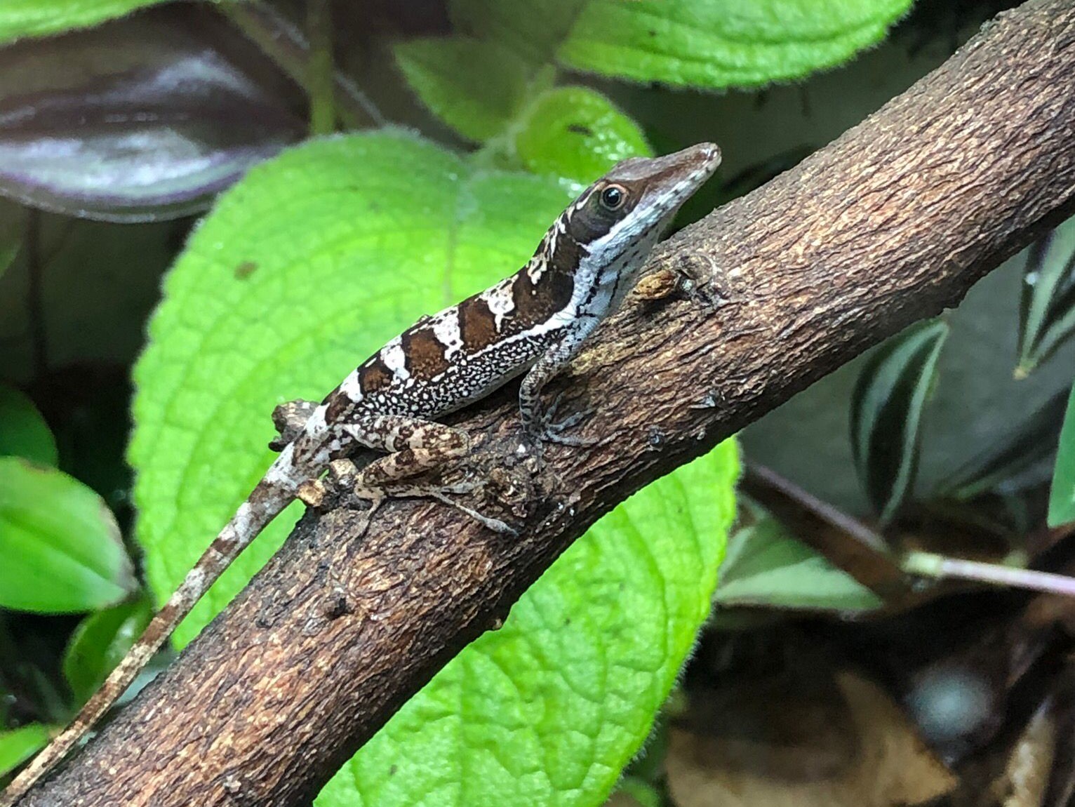 Leguane/Anolis - Tropen & Exoten Freiburg