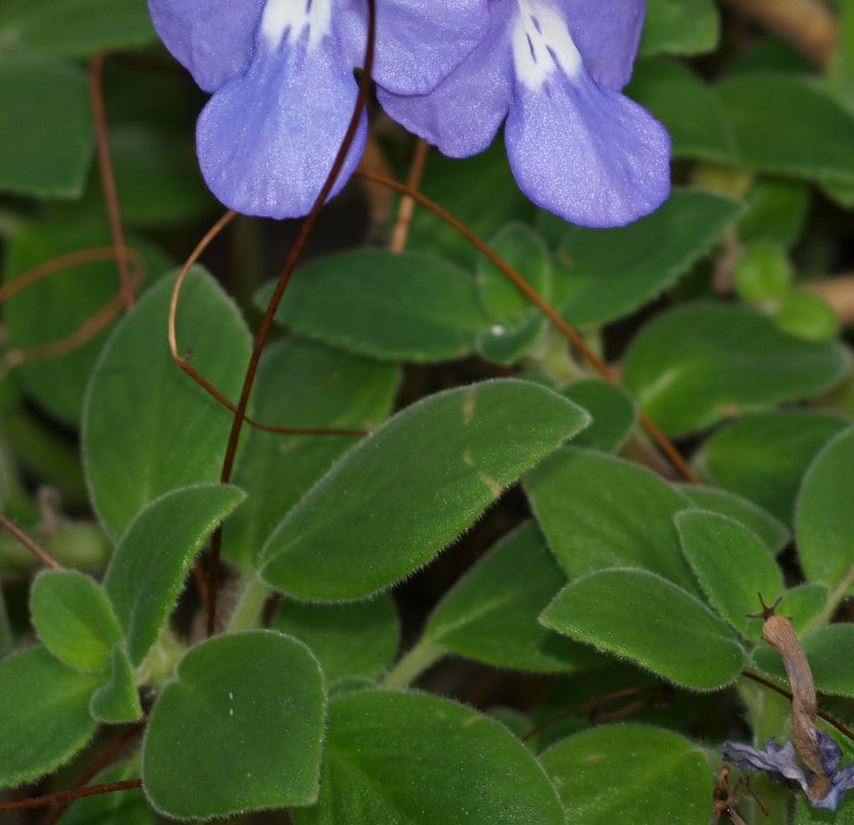 Verwunderlich Blauer Paul Pflanze Bilder