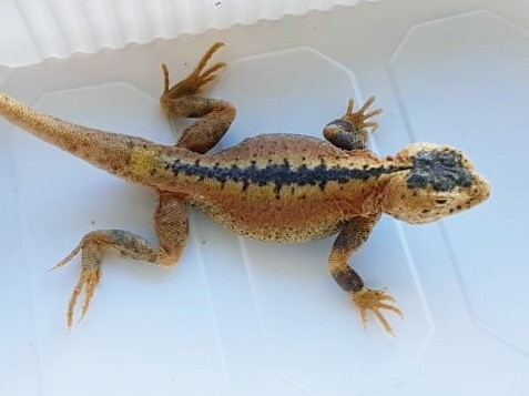 Agamen - Tropen & Exoten Freiburg