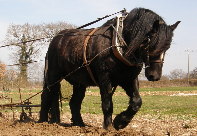 Un collier qui a fait ses preuves... - Site de collierdetravail