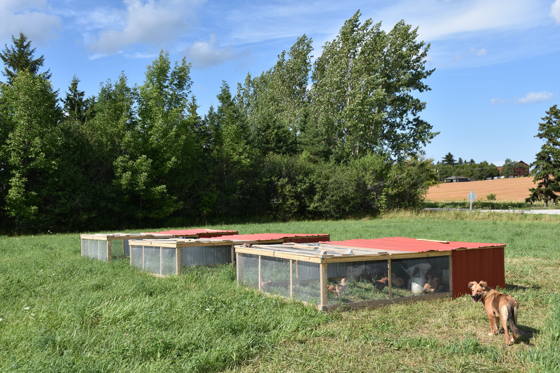 How we Farm - Good Family Farms