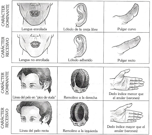 ACTIVIDAD 11.GENETICA - Página web de inem-ciclos2020