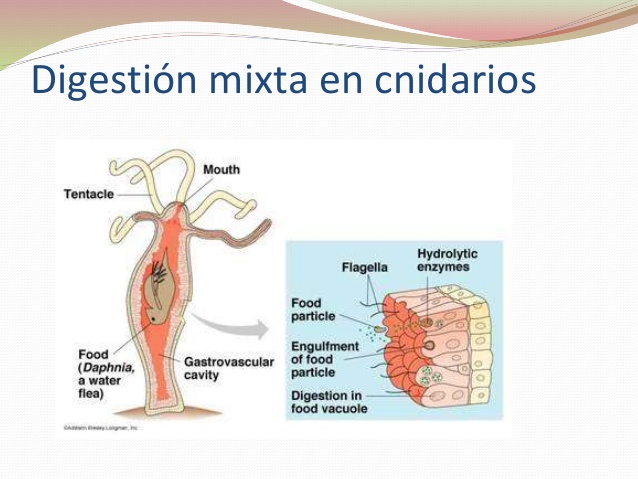 Actividad 1. Digestión I - Página web de inem-ciclos2020