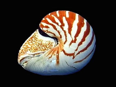 Descubiertas tres nuevas especies de nautilus. - Ammonites. Guía de los ...