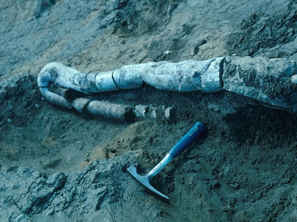 El ammonite heteromorfo en forma de clip. - Ammonites. Guía de los ...