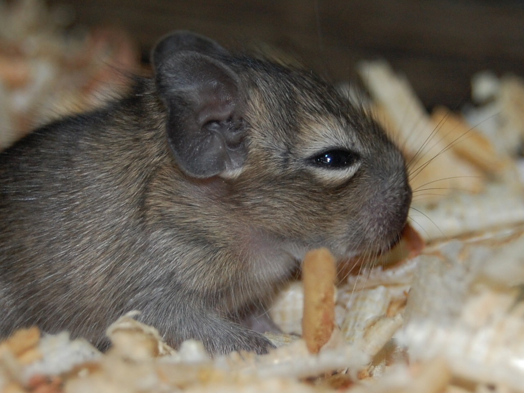 ARDILLA CHILENA O DEGÚ (OCTODON DEGUS) - PETAUROSSEVILLA
