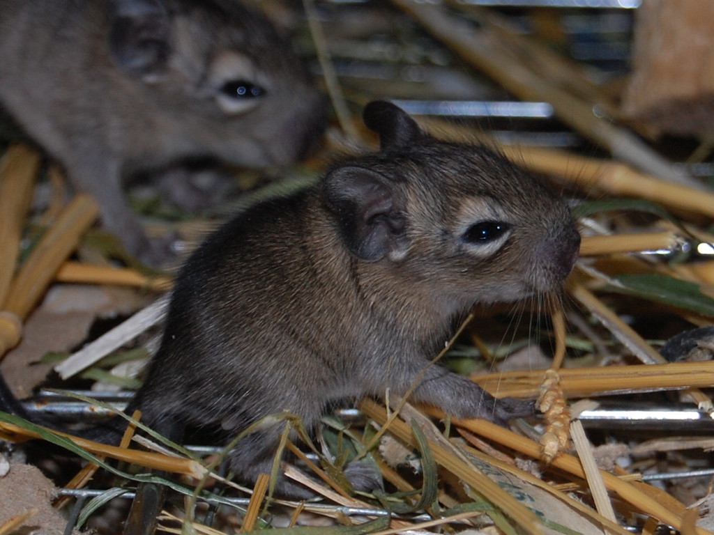 ARDILLA CHILENA O DEGÚ (OCTODON DEGUS) - PETAUROSSEVILLA