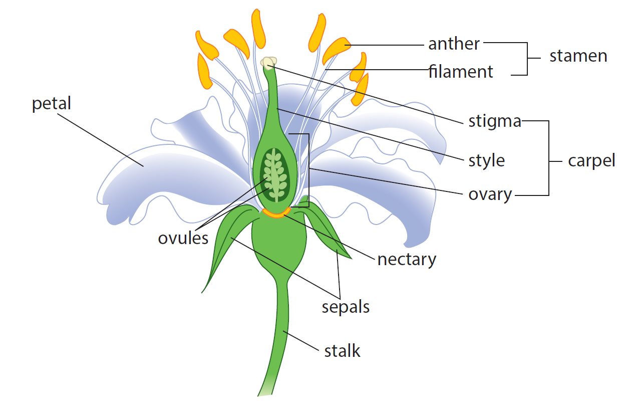 flowers - De website van dailysciences!