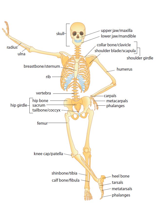 different types of skeletons - De website van dailysciences!