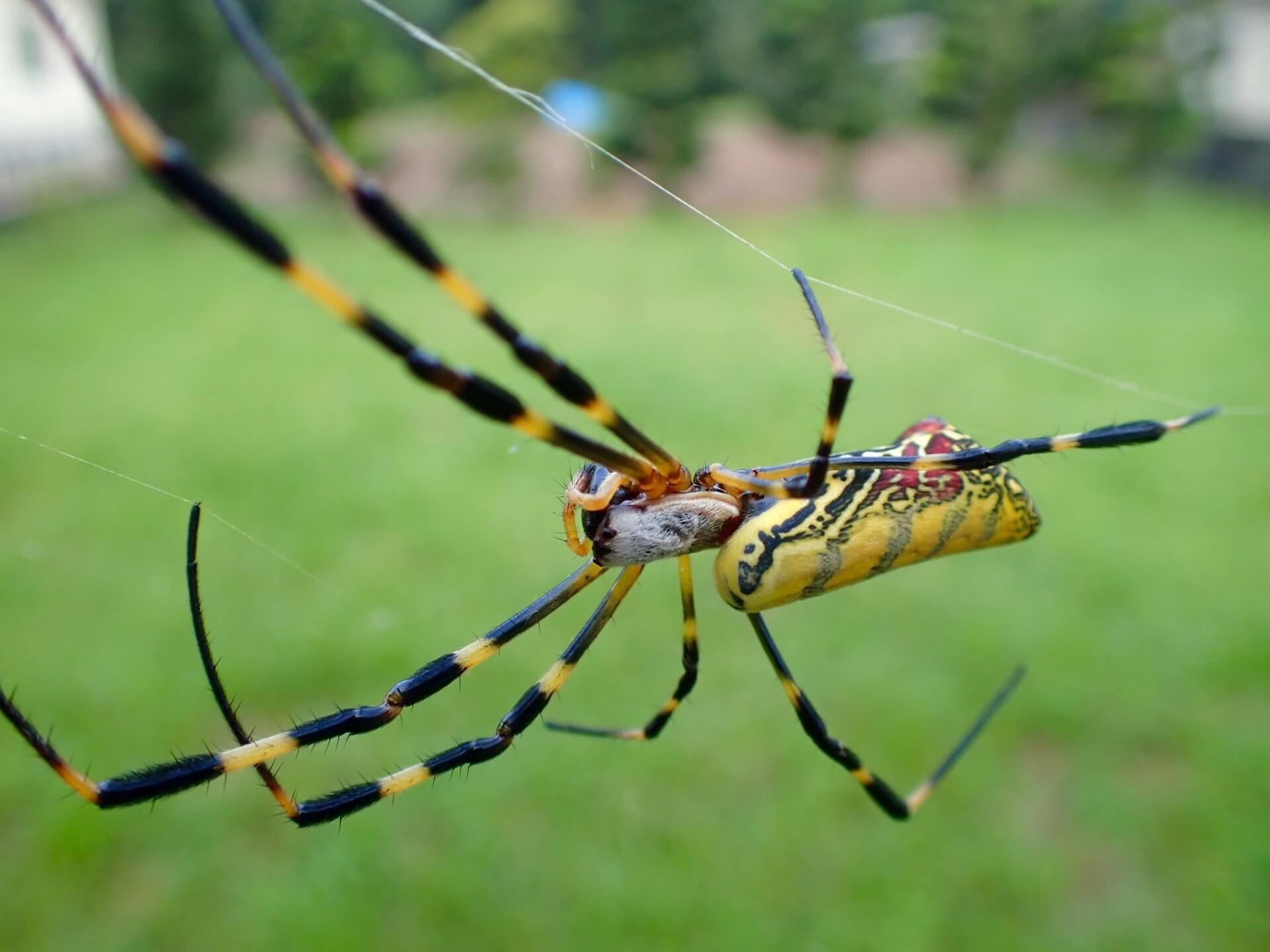 ジョロウグモ先生 - SNAIL VISION Nature Healing Trip