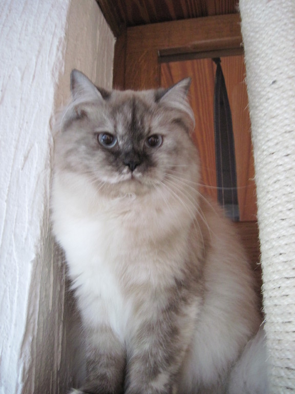 Selkirk Rex - löwenkönigs Selkirk Rex Katzen