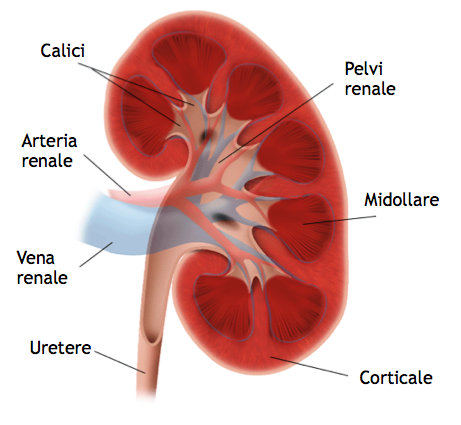 Tumore del rene - Dr. Francesco Varvello, urologo e andrologo