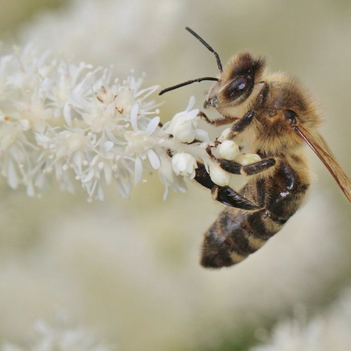 Hanger rond met bijtje - Corina Rietveld Sieraden