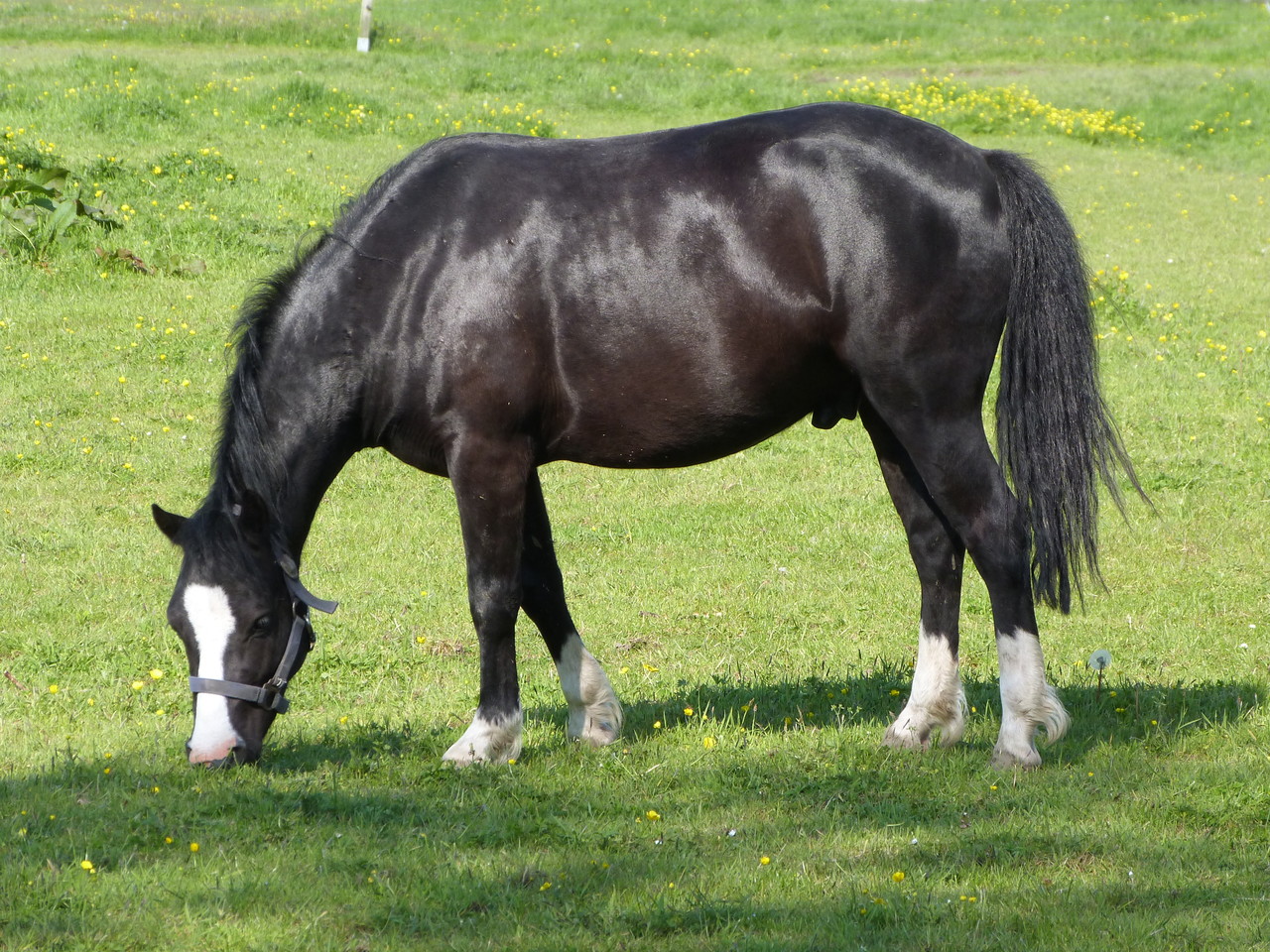 Welsh A Wallache - welsh-a-zuchts Jimdo-Page!