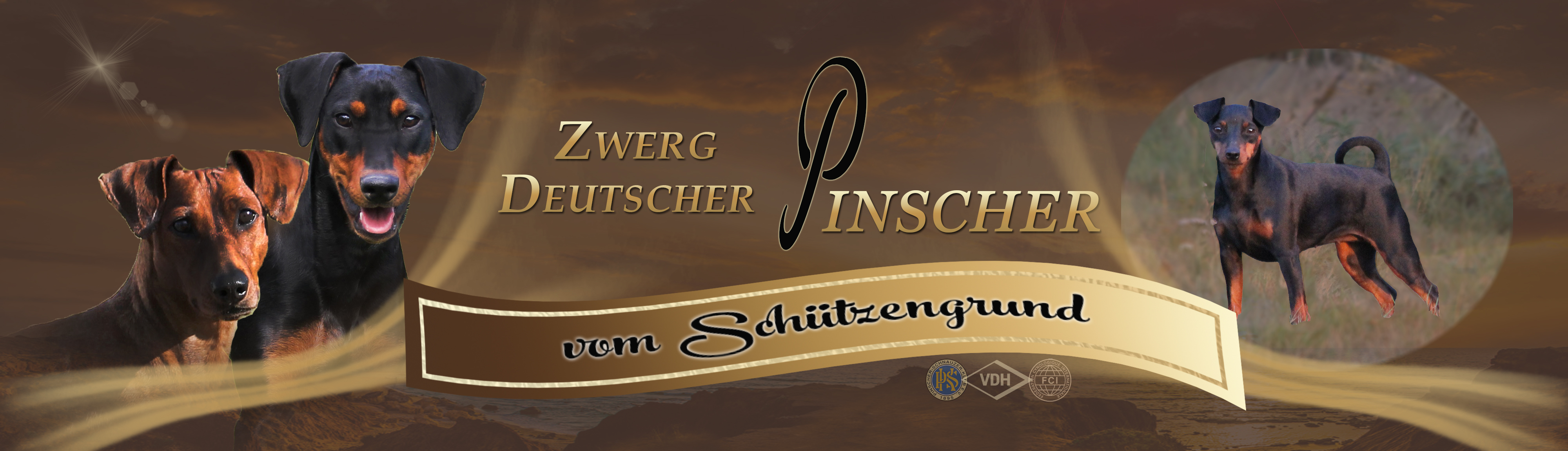 Wurfplanung Deutscher Pinscher - Zwergpinscher und Deutsche Pinscher ...