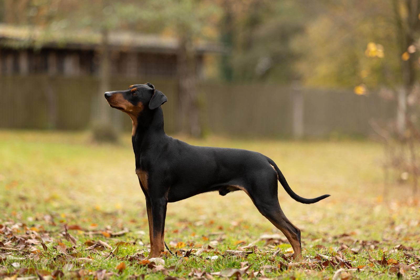 Pumuckel vom Schützengrund - Zwergpinscher und Deutsche Pinscher vom ...