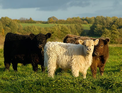 Galloway - Naturschutzgebiet Geltinger Birk