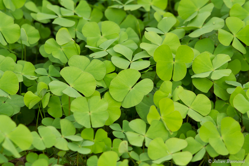 Flore de Guyane - Faune-Flore.fr
