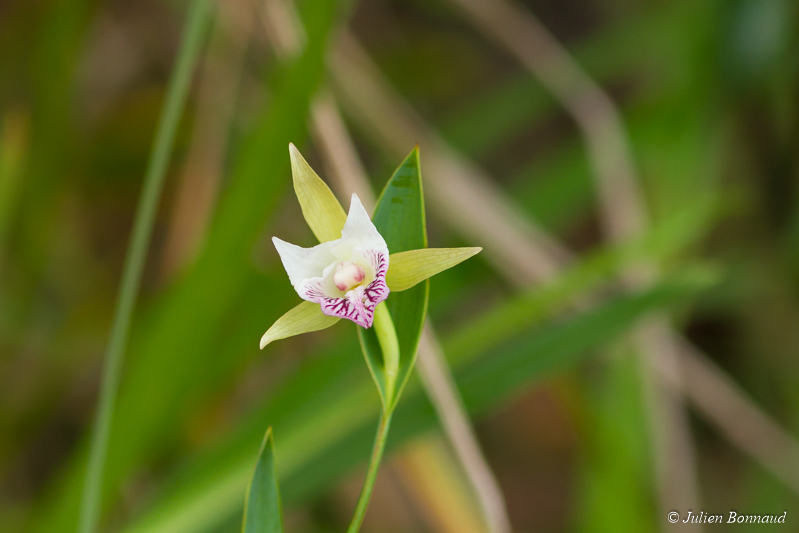 Flore de Guyane - Photos naturalistes
