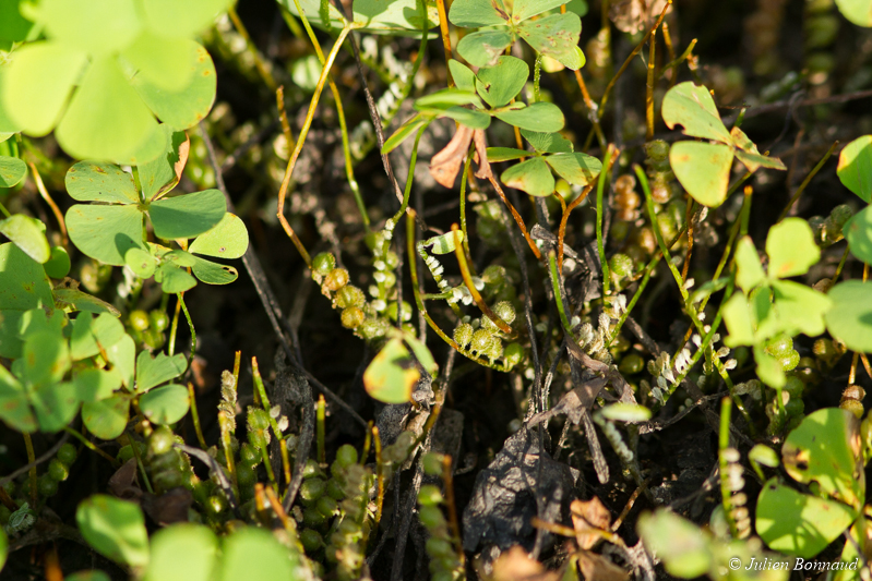 Flore de Guyane - Faune-Flore.fr