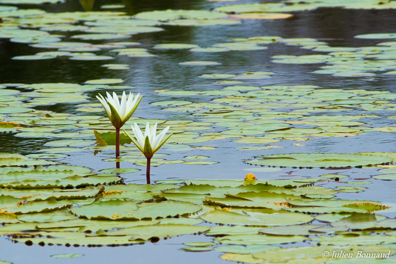 Flore de Guyane - Photos naturalistes