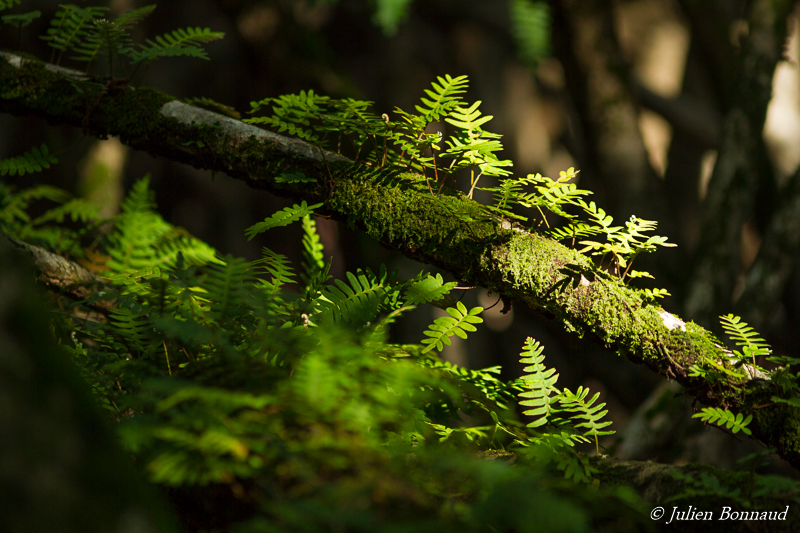Flore de Guyane - photos naturalistes