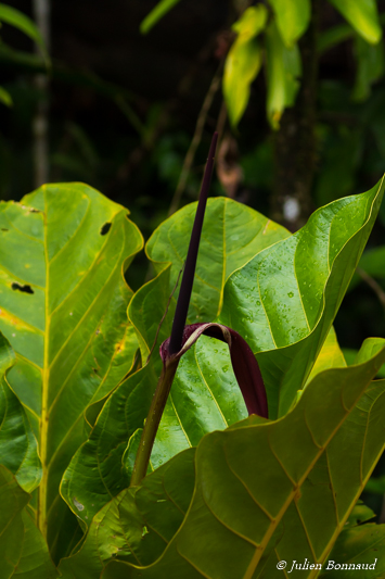 Flore de Guyane - Faune-Flore.fr