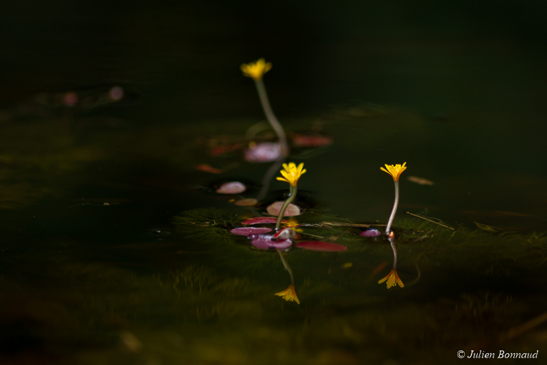 Flore de Guyane - Faune-Flore.fr